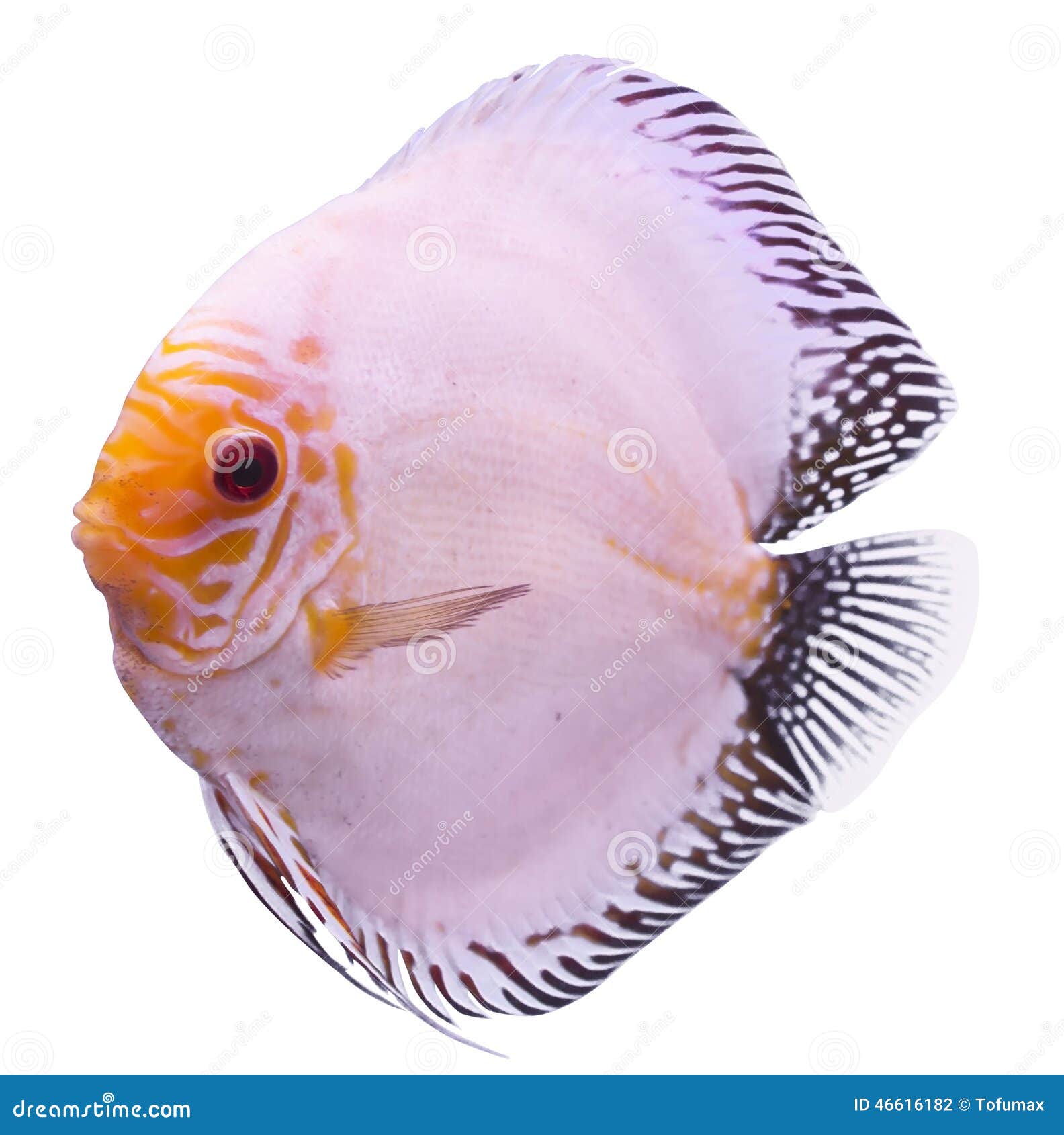 Solid Blue Fish stock photo. Image of symphysodon, animal - 46616182