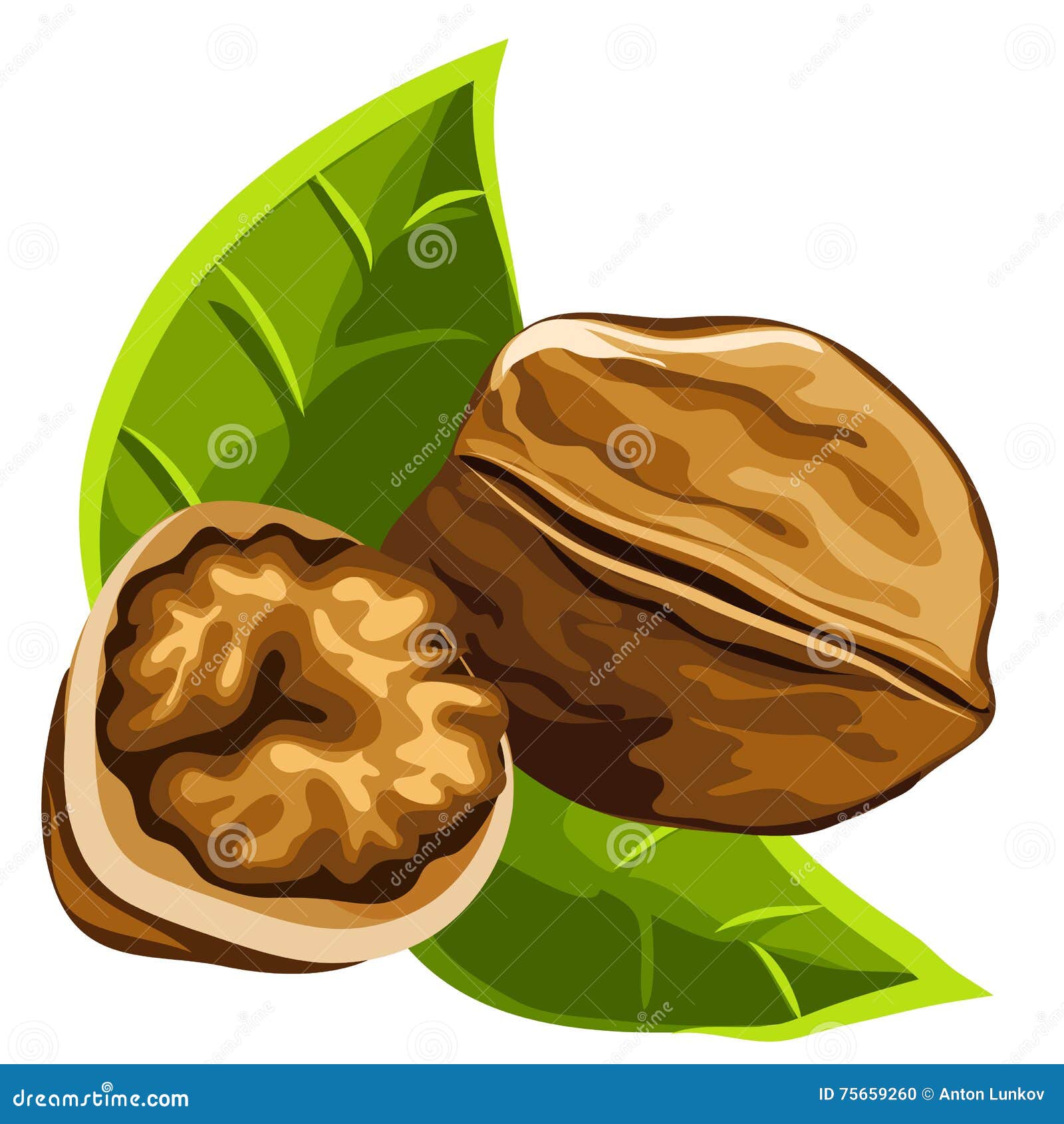 Ripe Walnut, Nut, Walnuts Fruits Green Tree Branch With Leaves Isolated ...