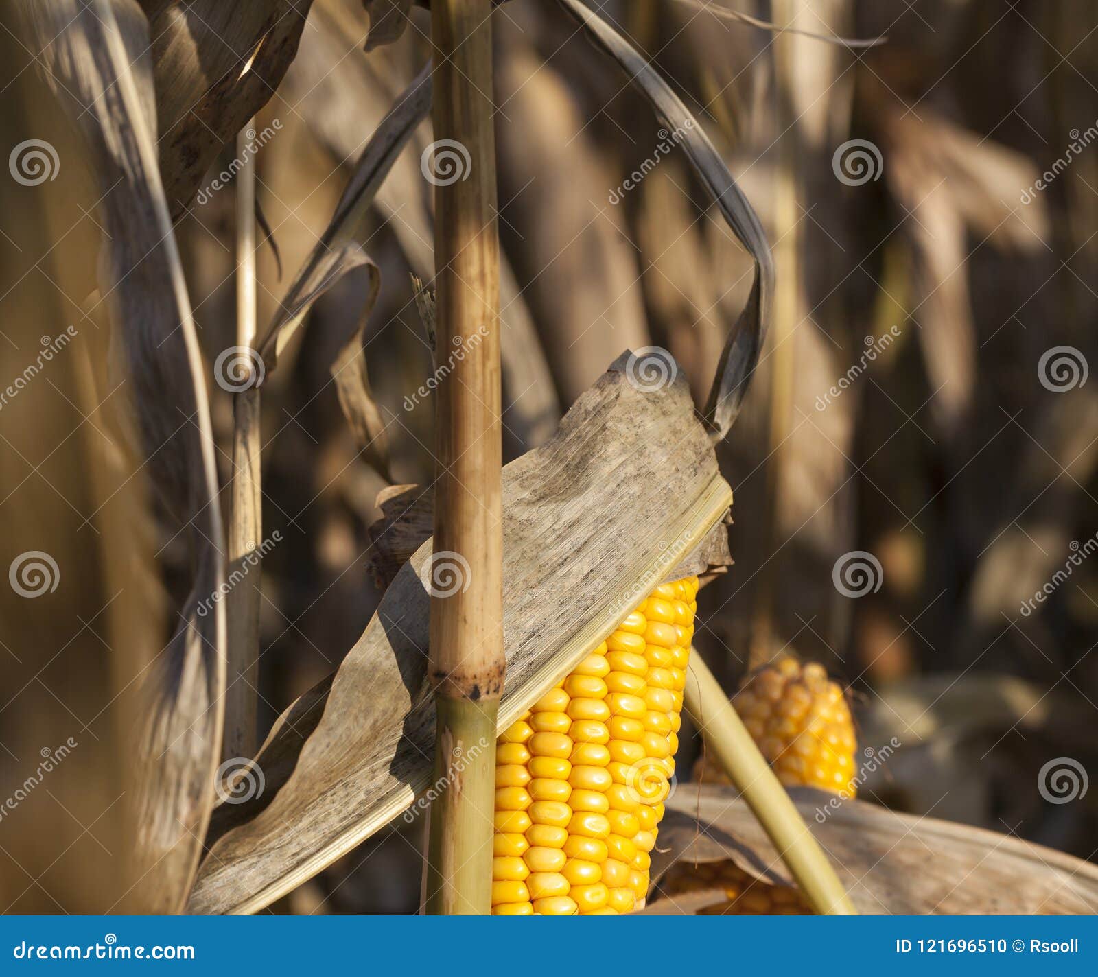 Solid corn cob stock photo. Image of diet, leaf, farm - 121696510