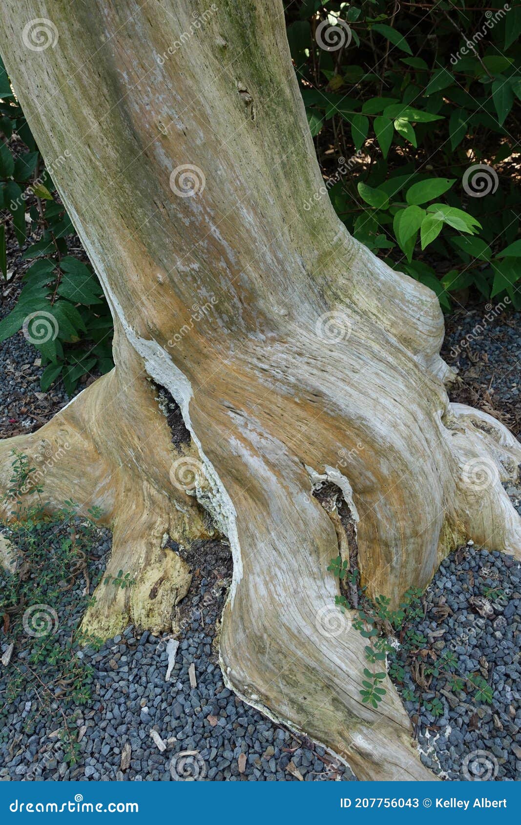 Solid Roots at the Base of a Tree Stock Image - Image of roots, outdoor ...
