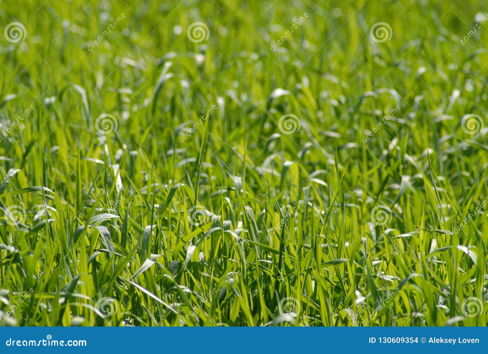 Solid Green Carpet of Young Spring Grass Stock Photo - Image of green ...