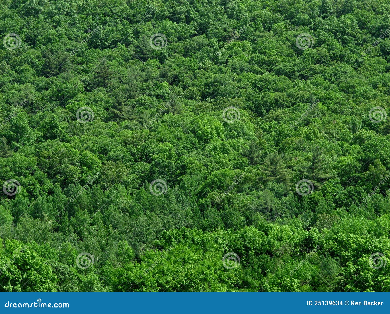 Solid Green Treetops Background. Stock Photo - Image of bush, foliage ...