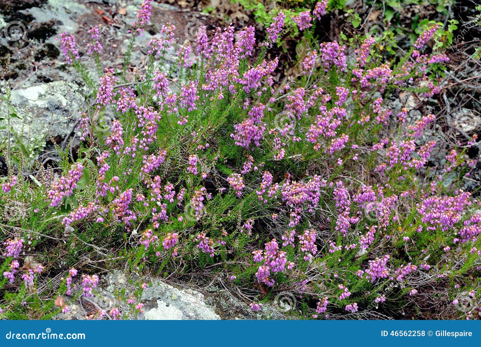 Solid Heather in the Mountains Stock Photo - Image of beautiful, nature ...