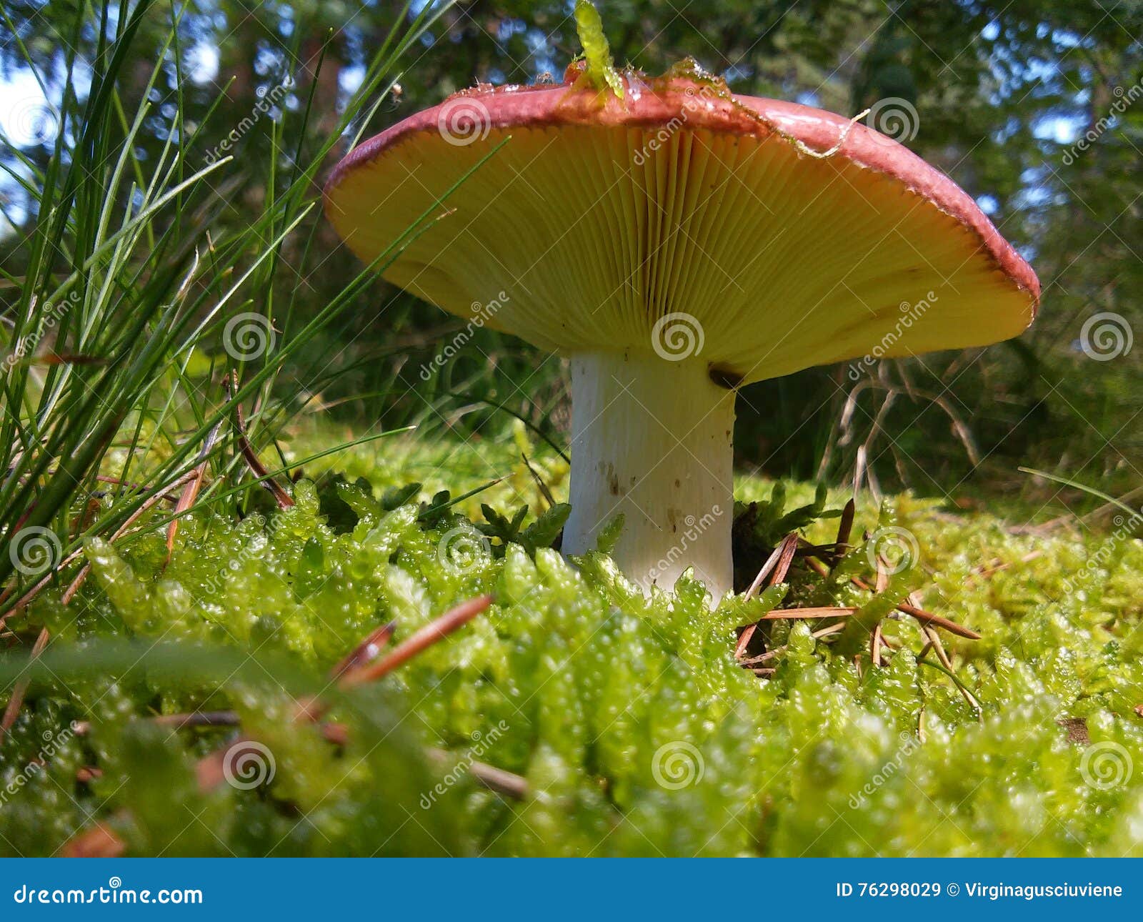 Solid mushroom stock image. Image of details, poison - 76298029
