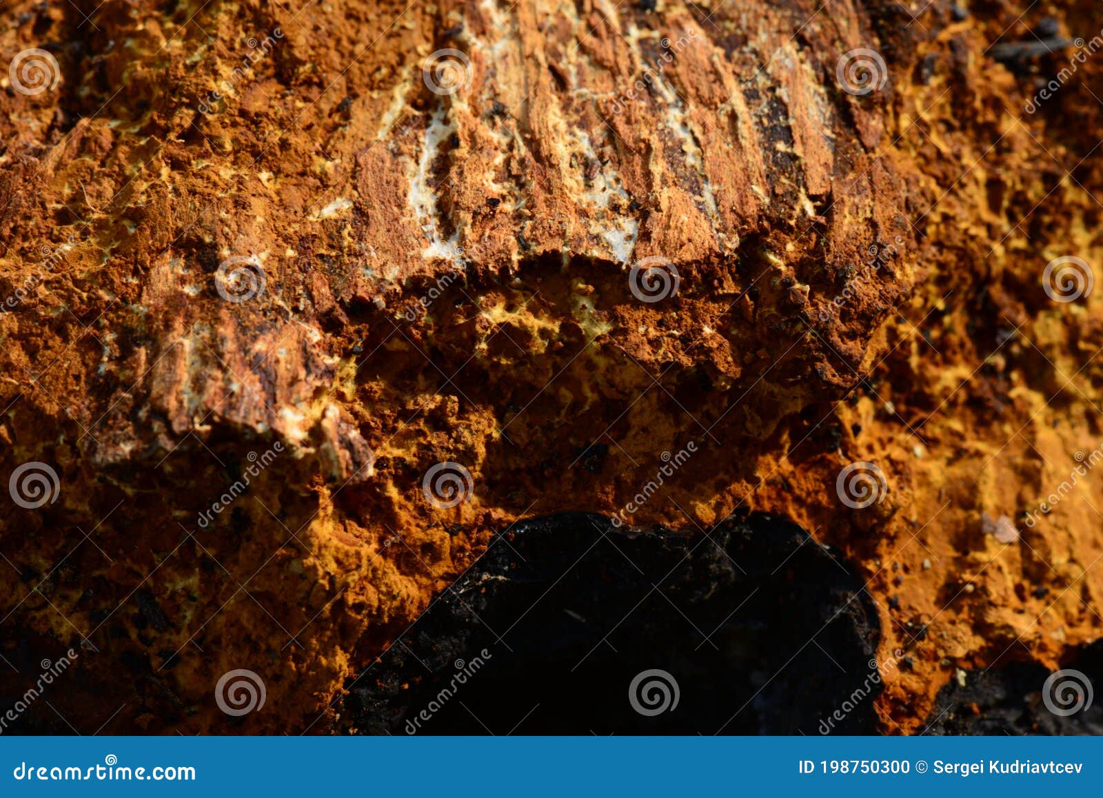 Solid Outgrowth Birch Tree Texture Stock Photo - Image of bright ...
