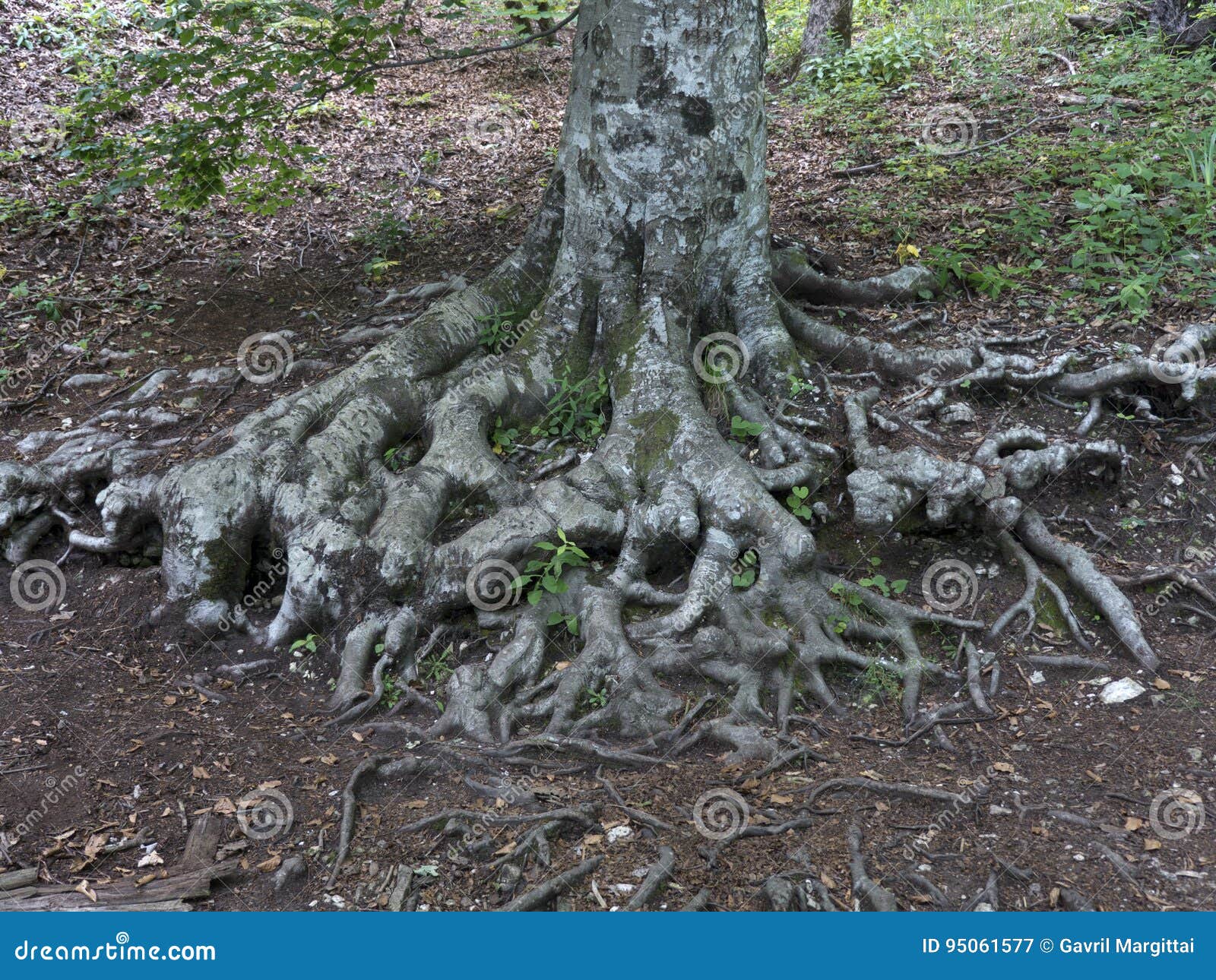 Solid roots stock image. Image of roots, network, soil - 95061577