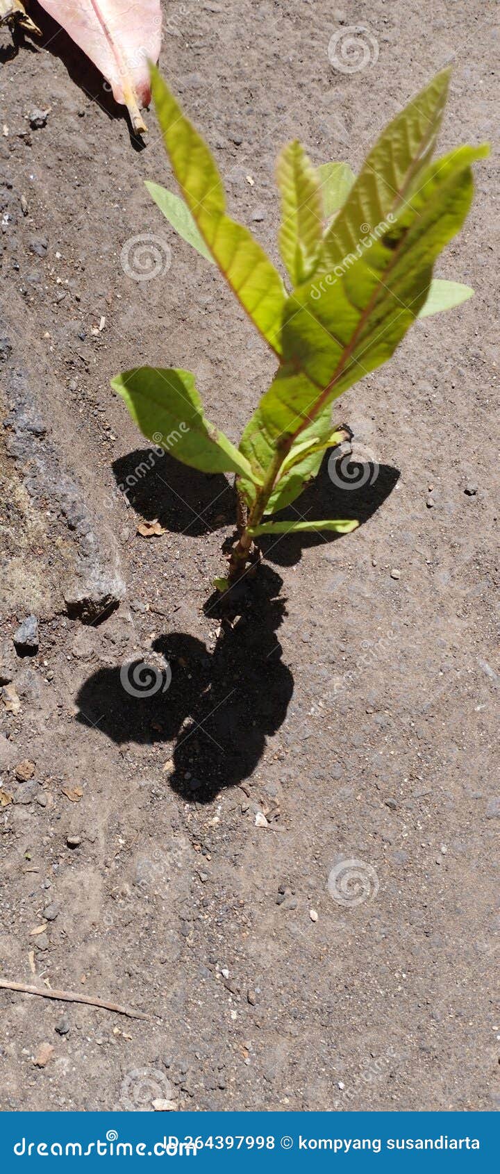 Solid through solid tree stock photo. Image of give - 264397998