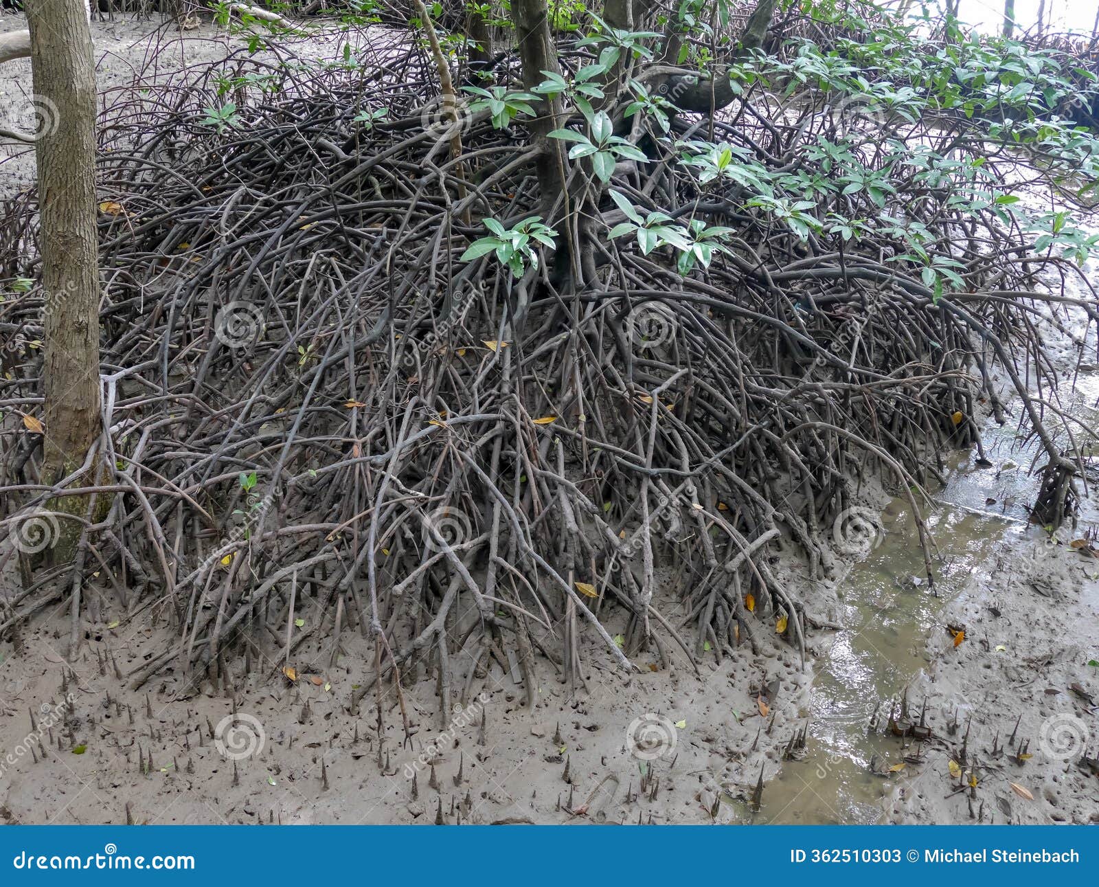 Solid support stock image. Image of grass, food, produce - 362510303