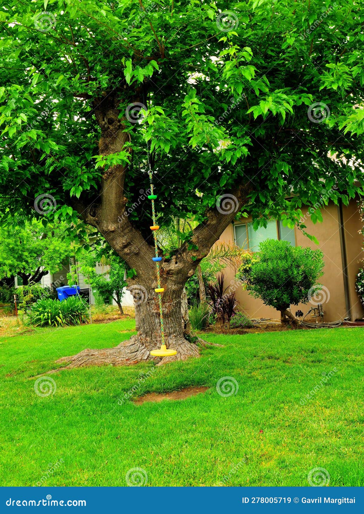 Solid Thick Tree with Foliage in a House Front Yard with a Colorful ...