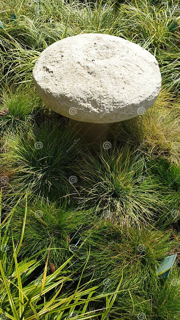 Solid Toadstool editorial photo. Image of stone, toadstool - 254095446