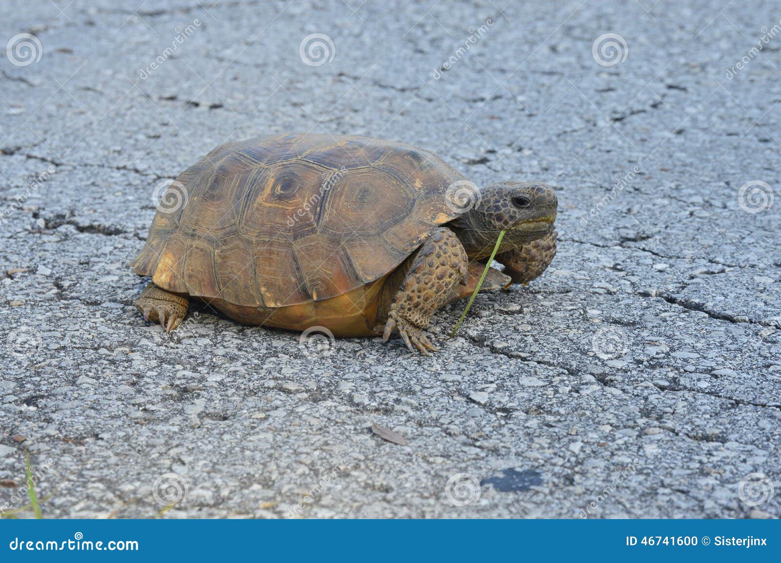 Solid Turtle stock photo. Image of solid, marching, turtle - 46741600