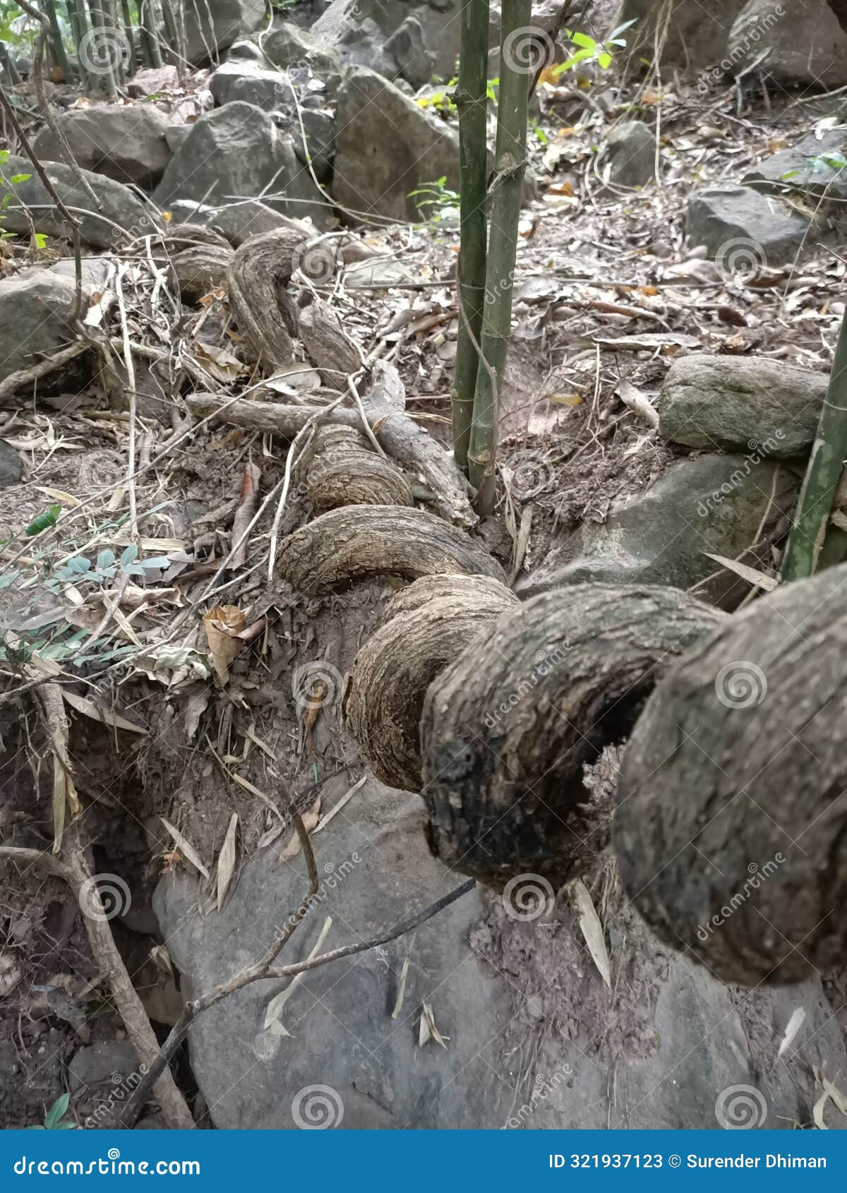 Solid Vine Root stock image. Image of vine, root, forest - 321937123