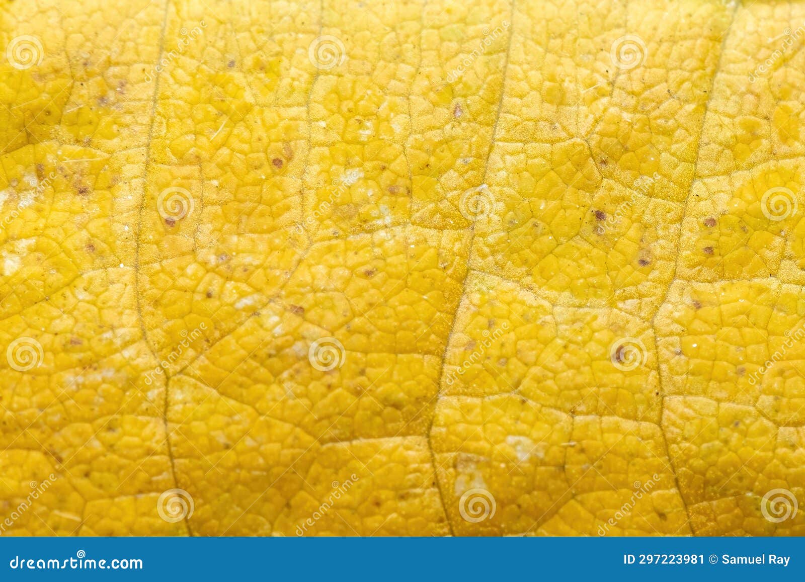 Solid Yellow Organic Background from a Senescing Soybean Leaf. Stock ...