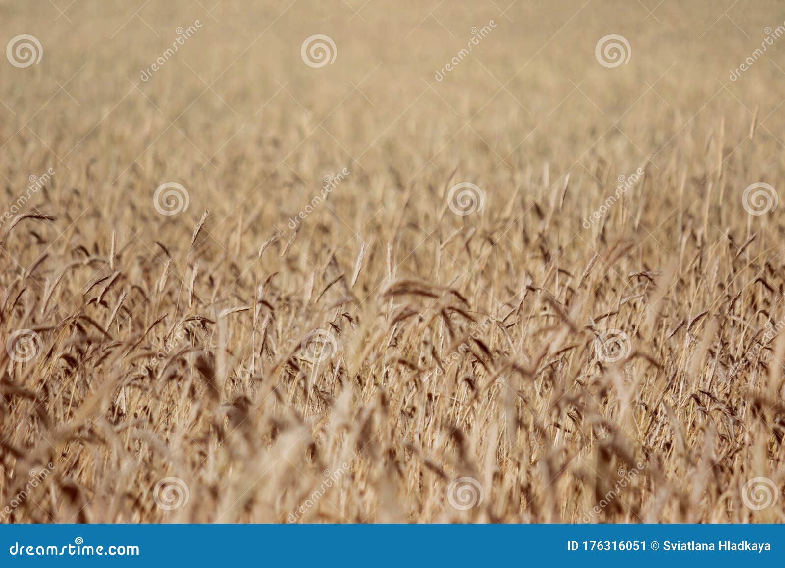 Solid Yellow Ripe Wheat Background Stock Image - Image of countrified ...