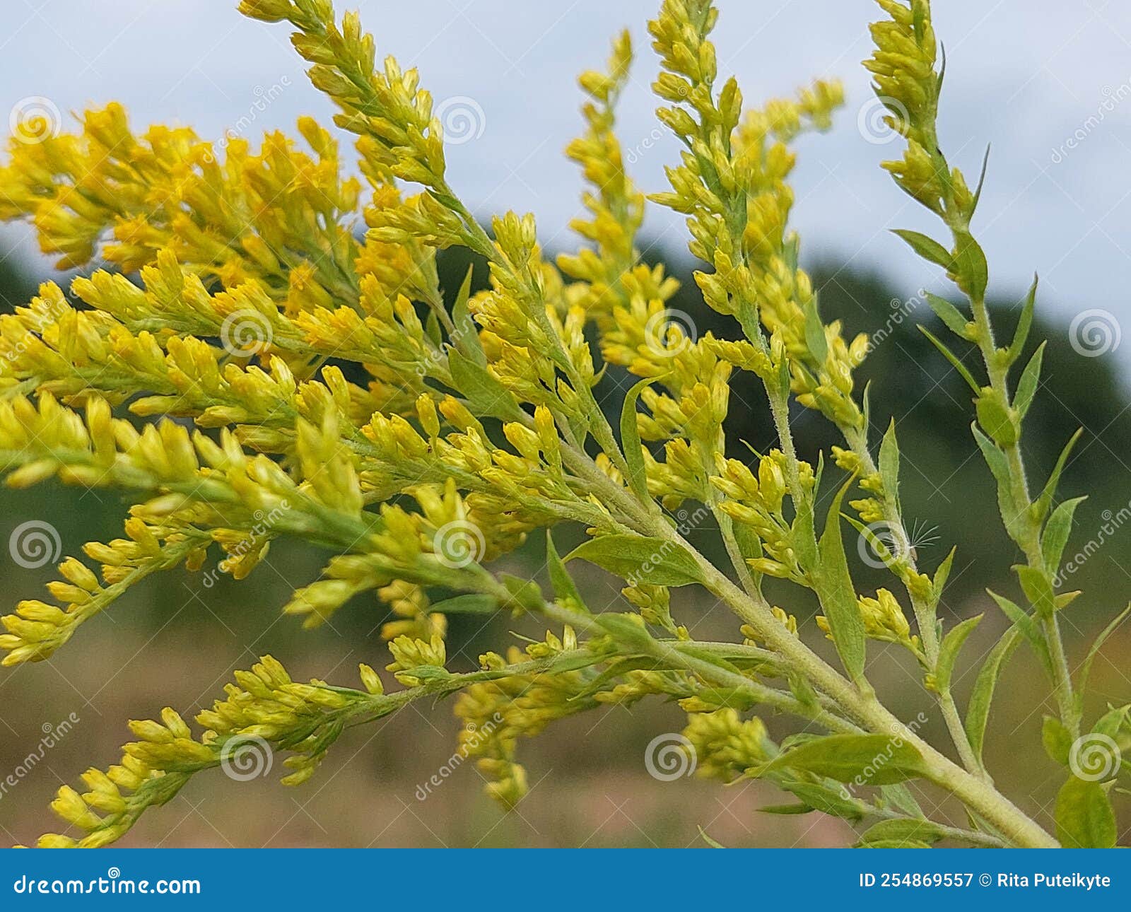 Solidago canadensis stock image. Image of asteraceae - 254869557