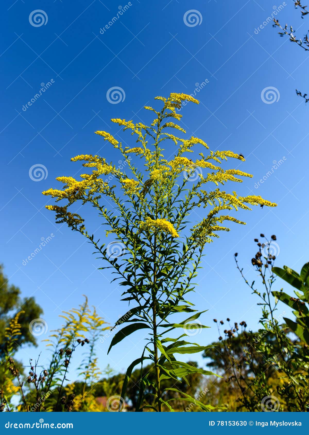Solidago Hybrida, Yellow Flowers Stock Photo - Image of blossom, spring ...