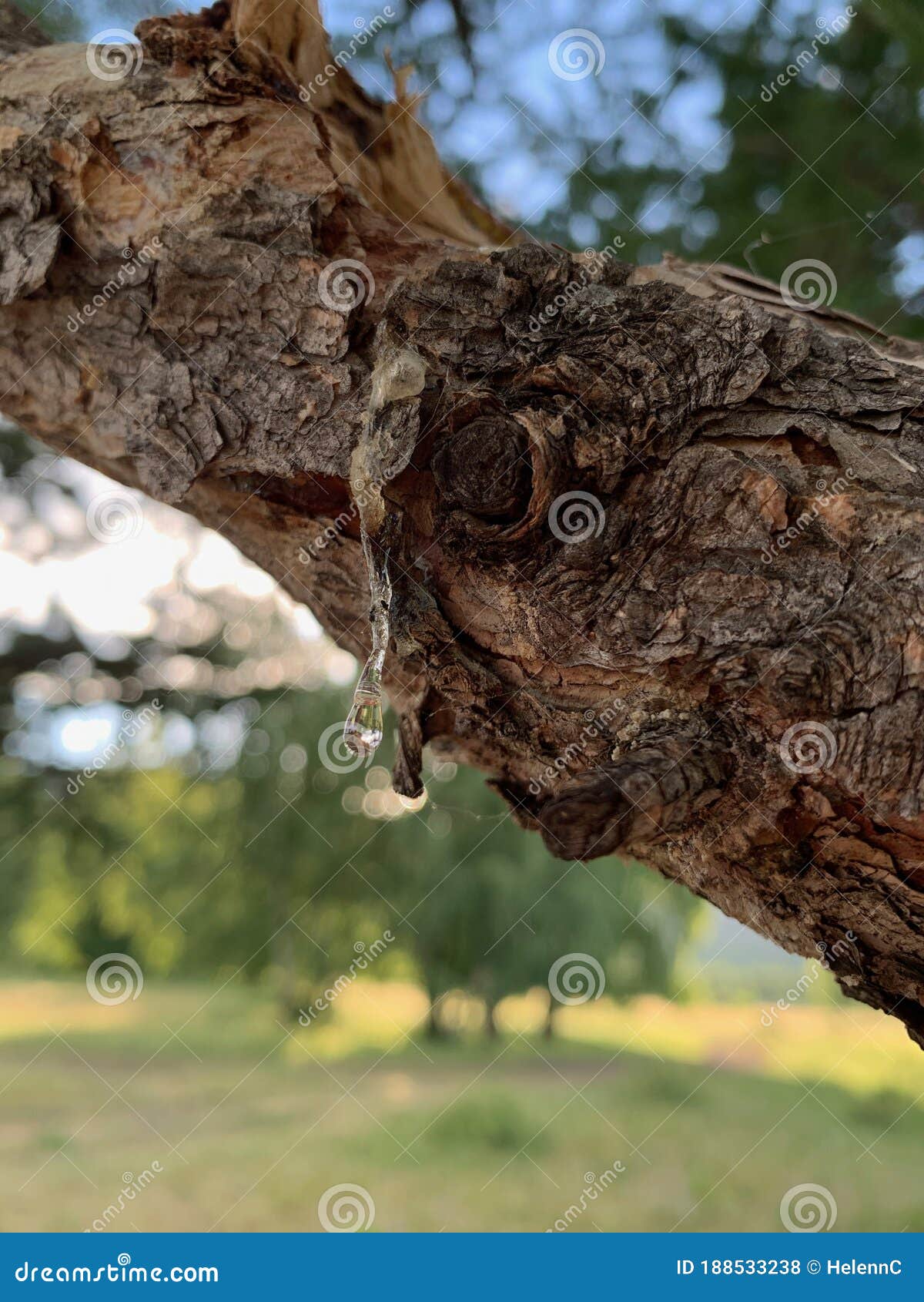Solidified Drop of Tar. a Close Up of a Tree Stock Photo - Image of ...
