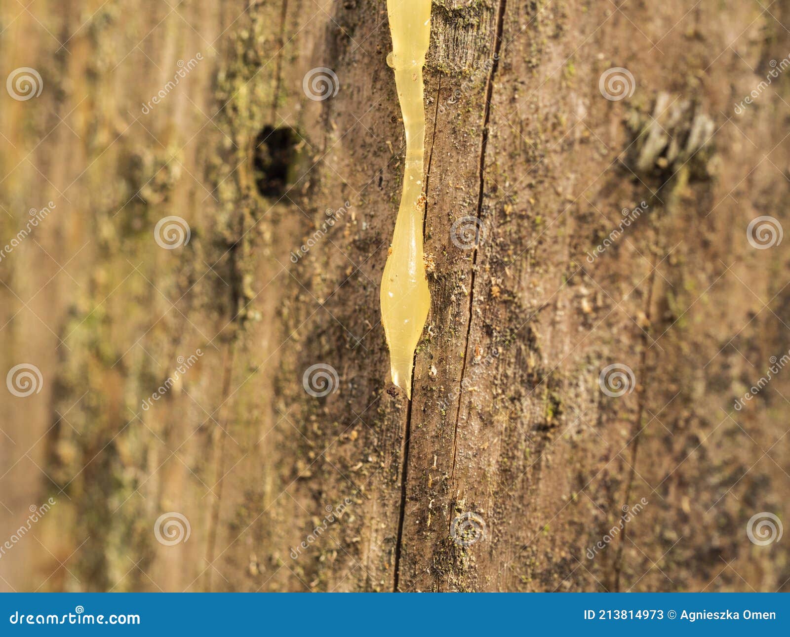 Solidified Resin on the Bark of the Tree Stock Image - Image of ...