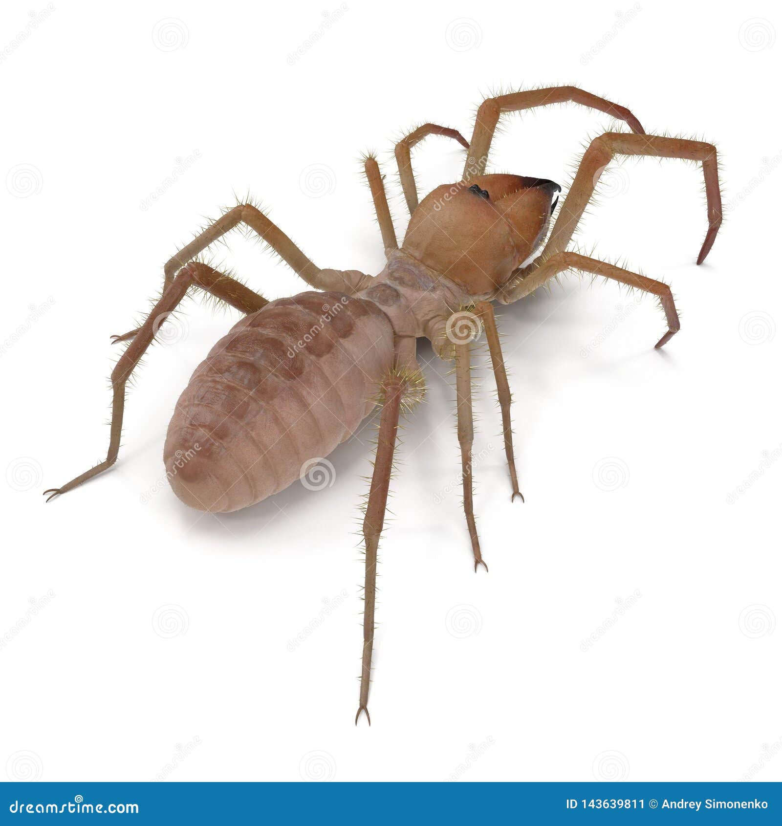 Solifugae or Camel Spider with Fur Isolated on White Background 3D ...