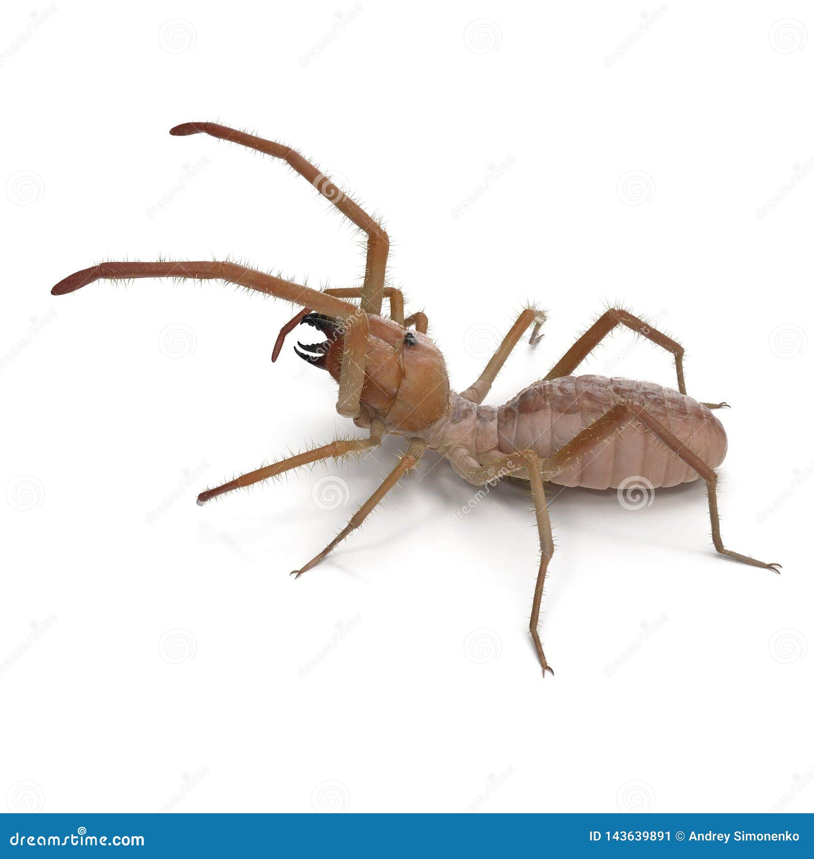 Camel Spider Icon Vector Illustration. Cartoon Style | CartoonDealer ...