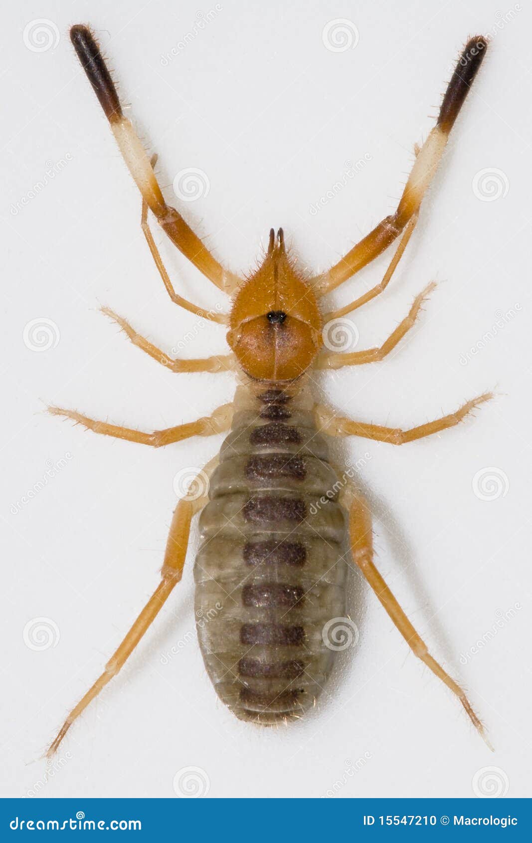 Solifugae Spider Stock Photo - Image: 15547210