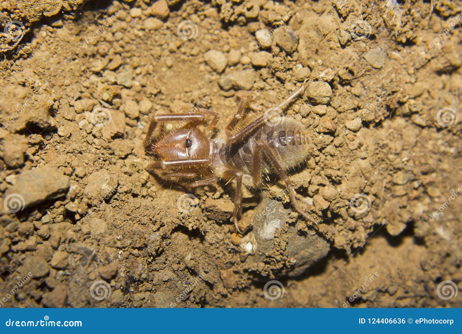 Solifuge Eller Rhagodes Sp Phaltan Maharashtra, Indien Arkivfoto - Bild ...