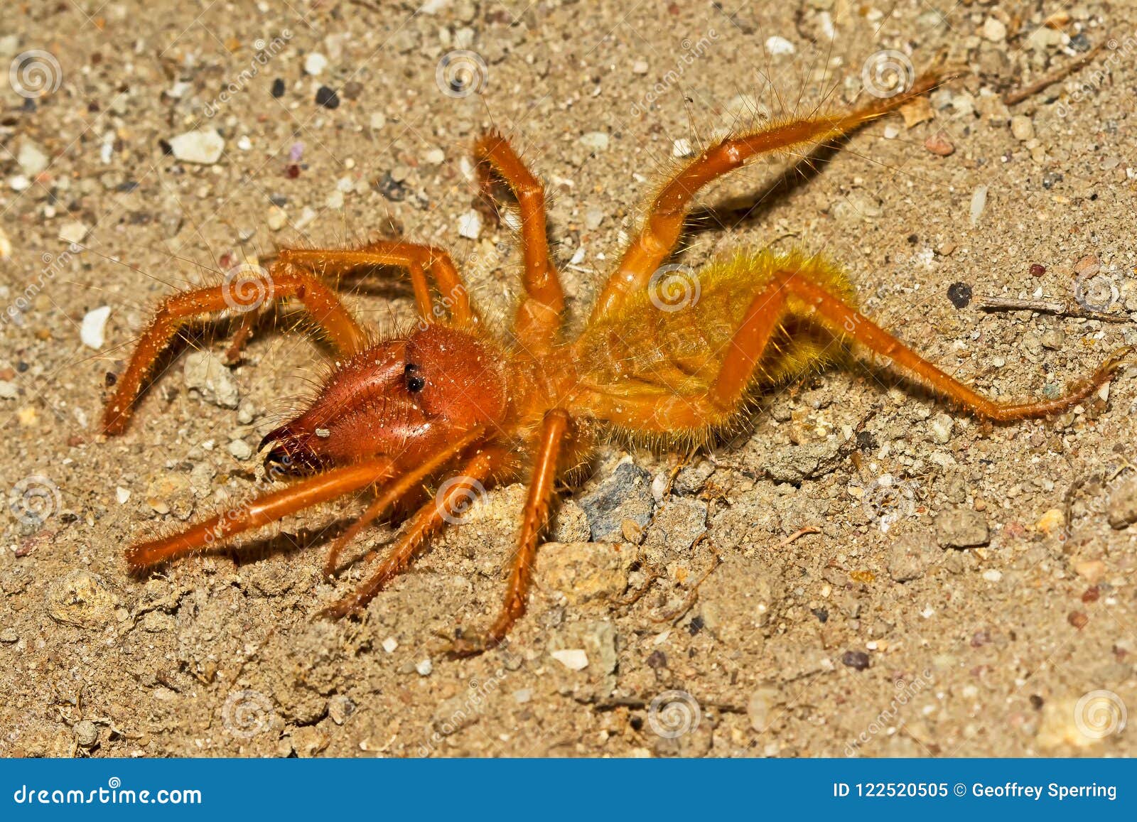 Solifuge-Spinne Auf Dem Boden Stockbild - Bild von haarig, insekt ...
