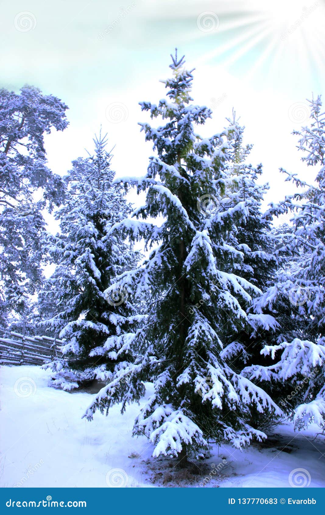 Soligt Winterday Och Granar Med Snö Fotografering för Bildbyråer - Bild ...