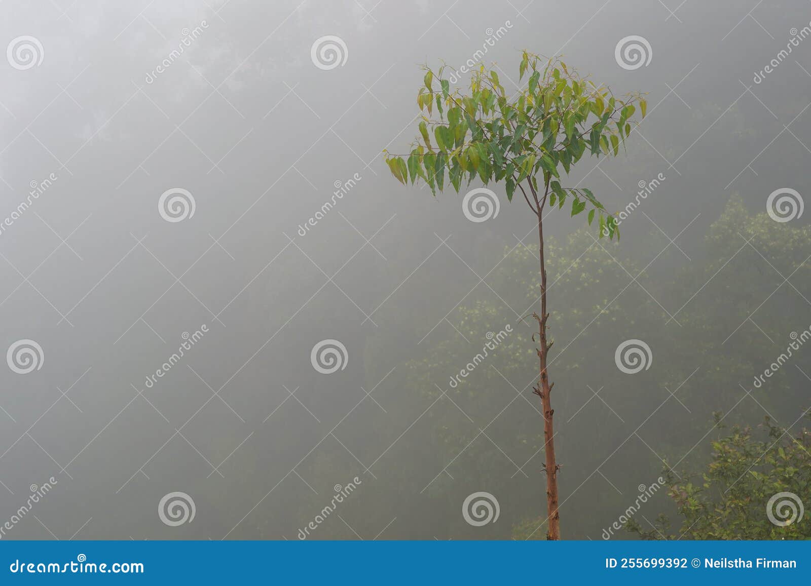 Solitair Tree in the mist stock photo. Image of wood - 255699392