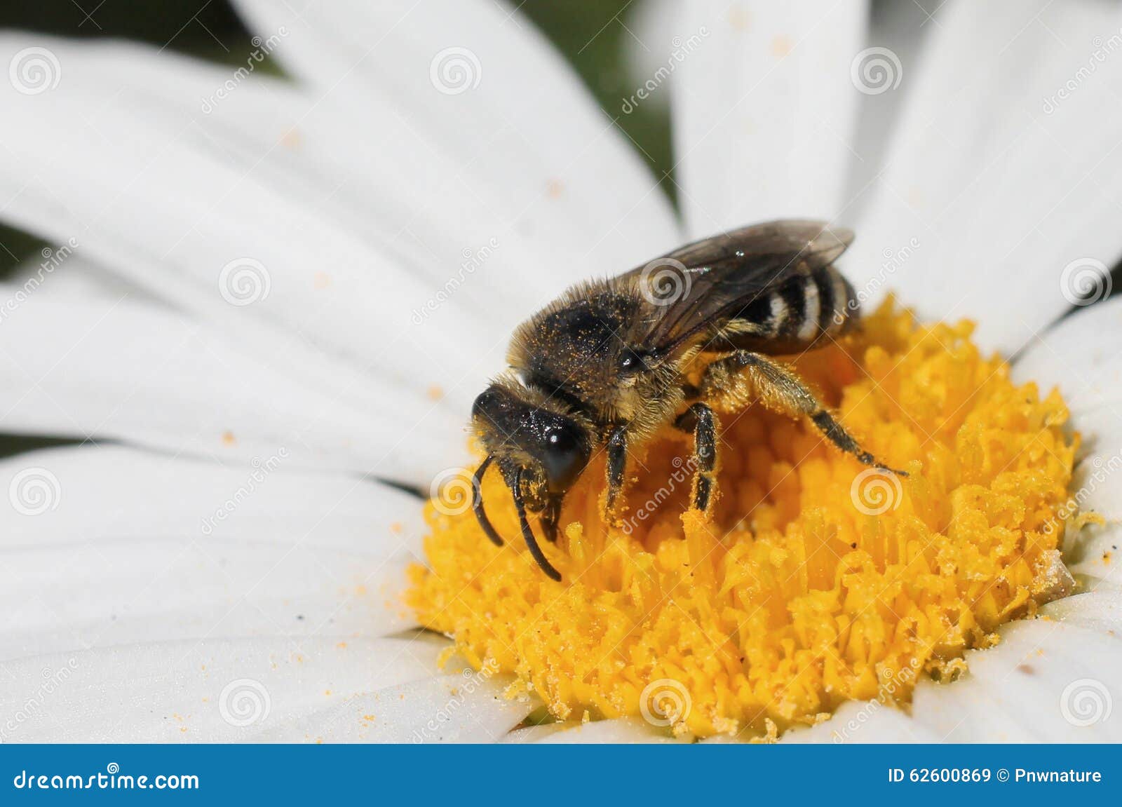 Solitaire Bij Op Een Madeliefje Stock Afbeelding - Image of madeliefje ...