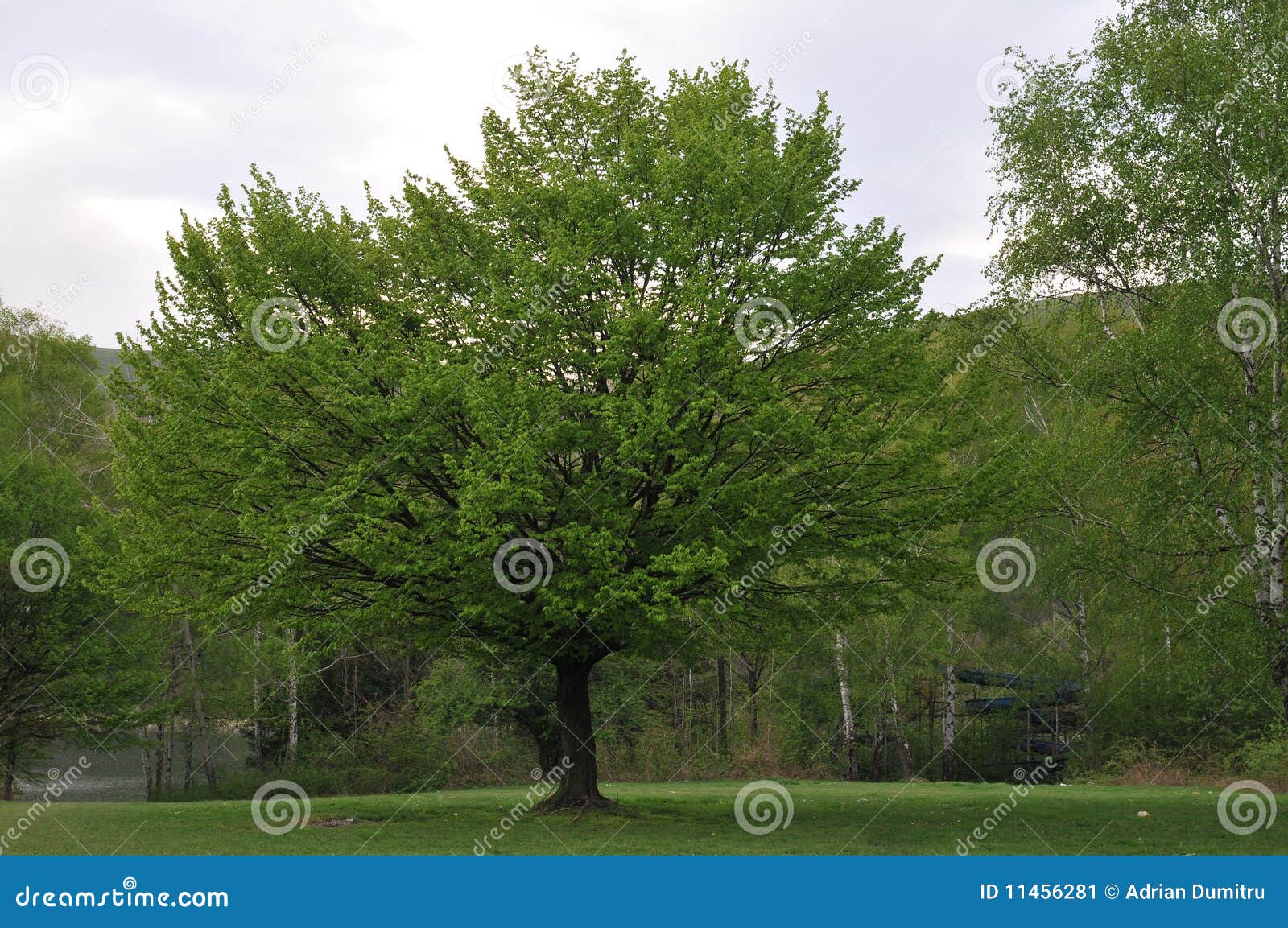 Solitaire boom stock afbeelding. Image of weide, vers - 11456281