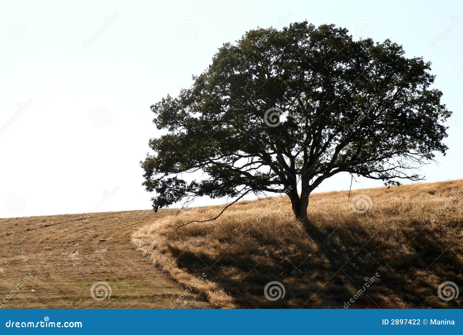 Solitaire Boom stock foto. Image of één, boom, middag - 2897422