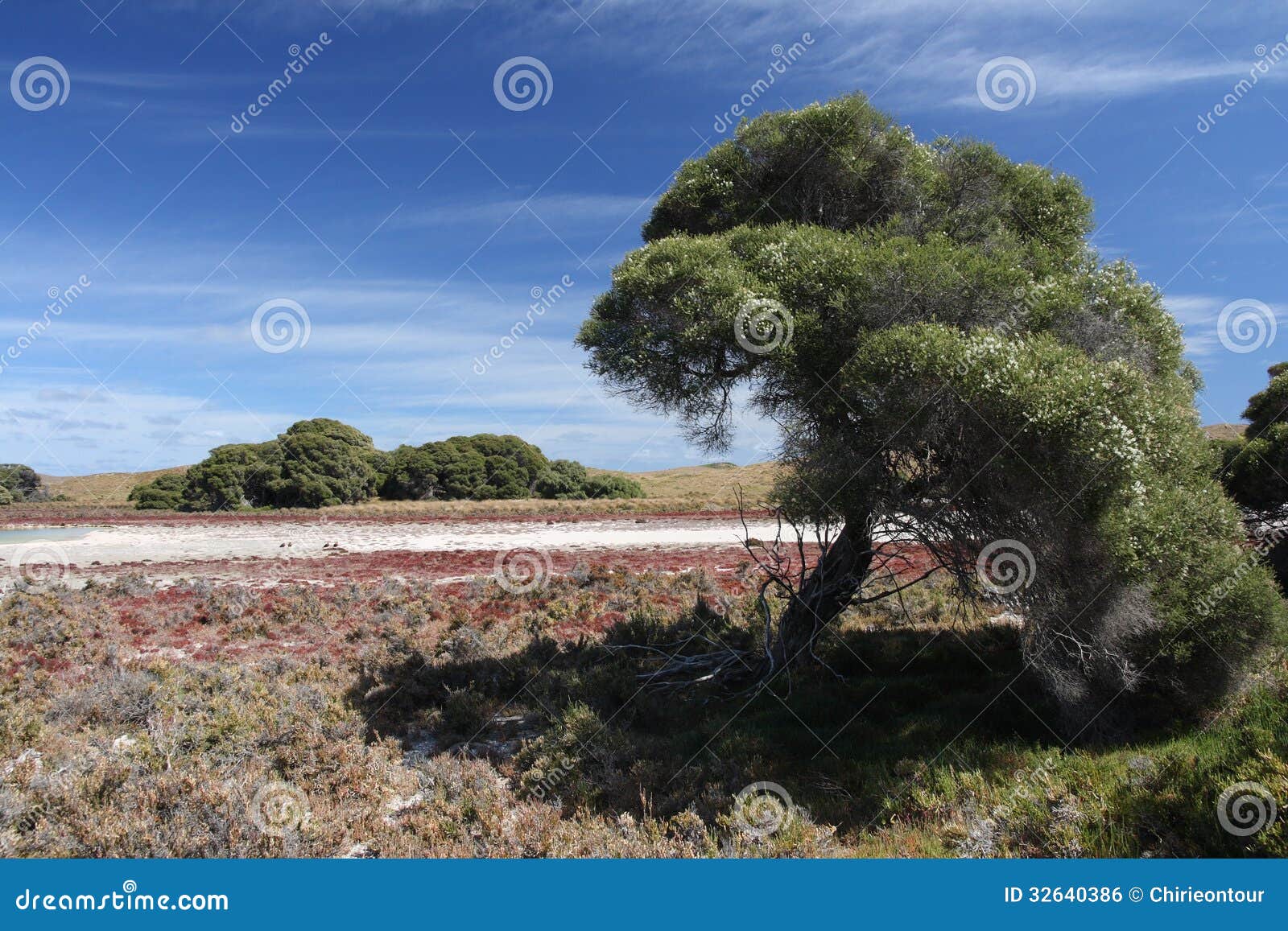 Solitaire Boom stock foto. Image of boom, hemel, heide - 32640386