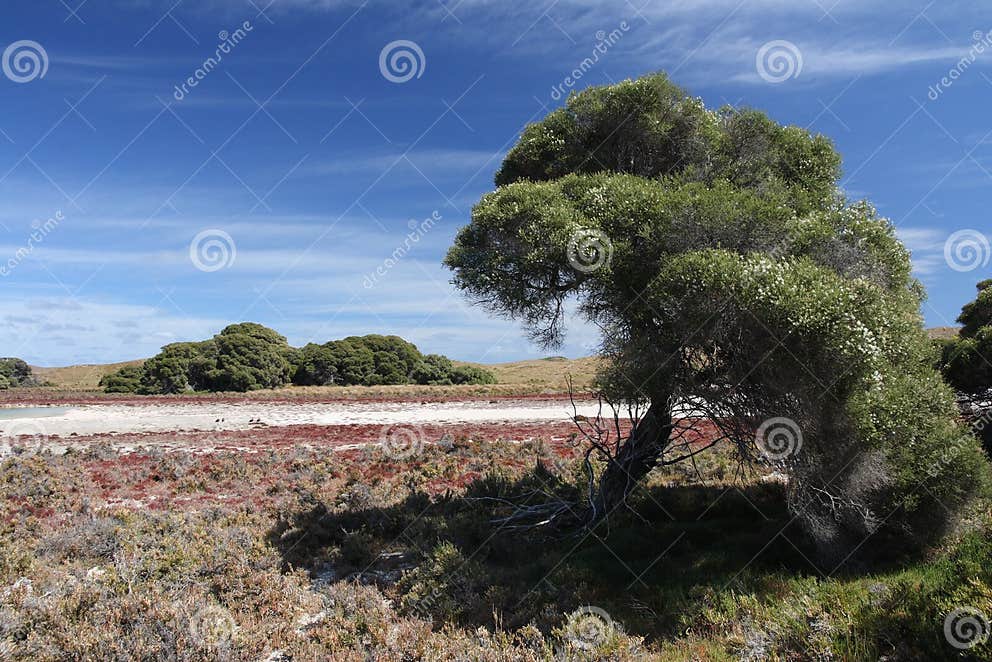 Solitaire Boom stock foto. Image of boom, hemel, heide - 32640386