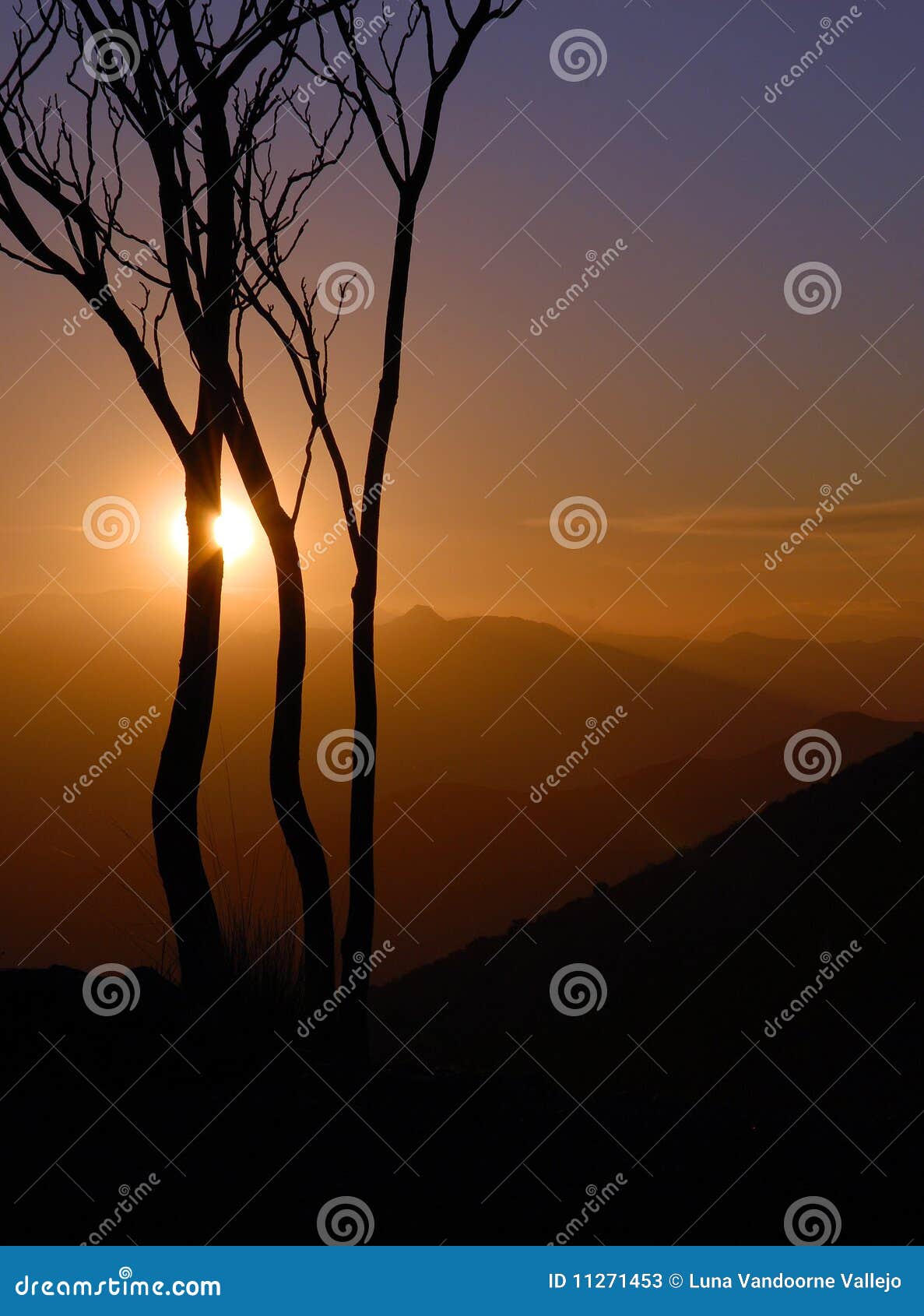 Solitaire Boom Bij Zonsondergang Stock Afbeelding - Image of zonsopgang ...