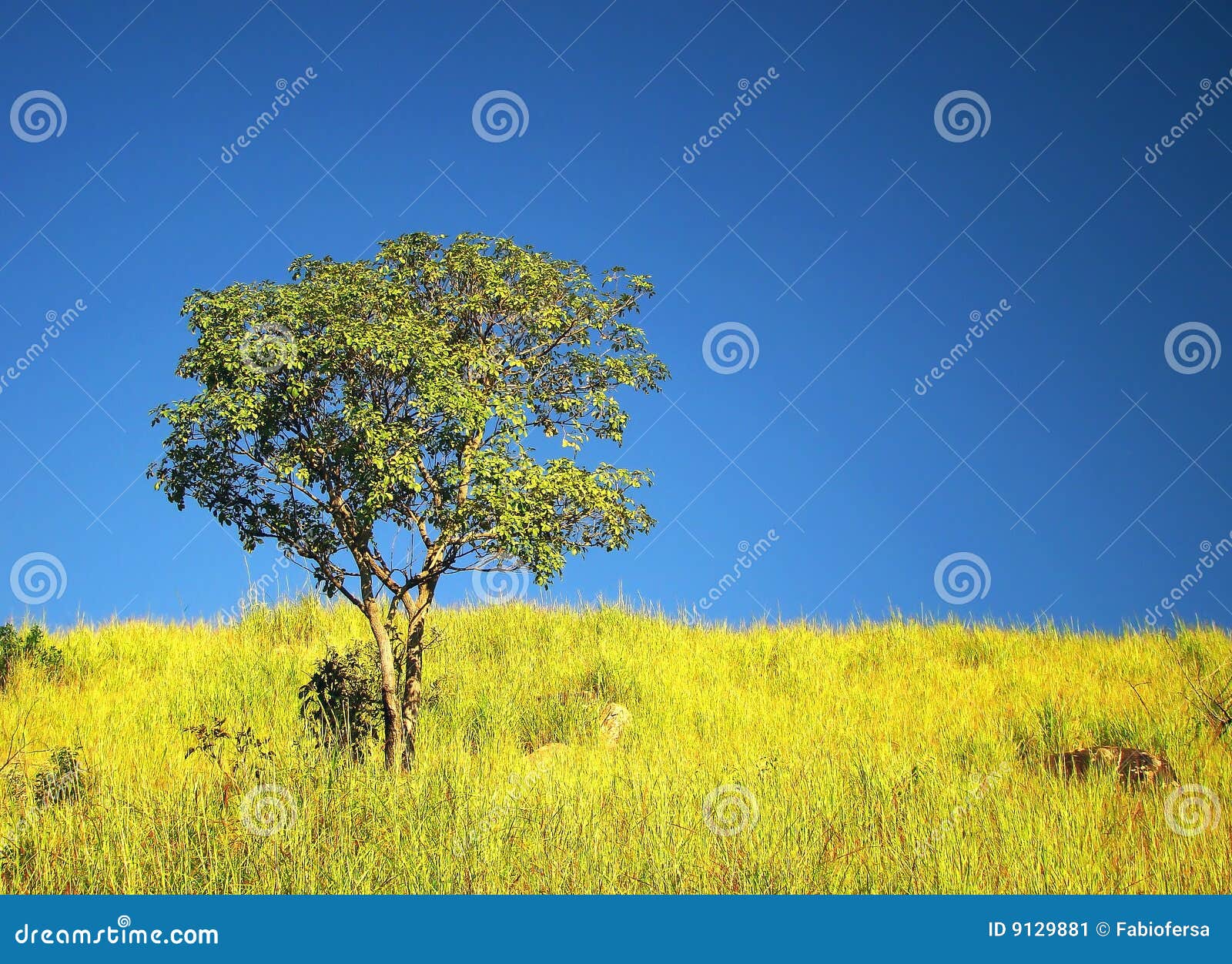 Solitaire Boom Onder Mooie Hemel Stock Afbeelding - Image of schoonheid ...