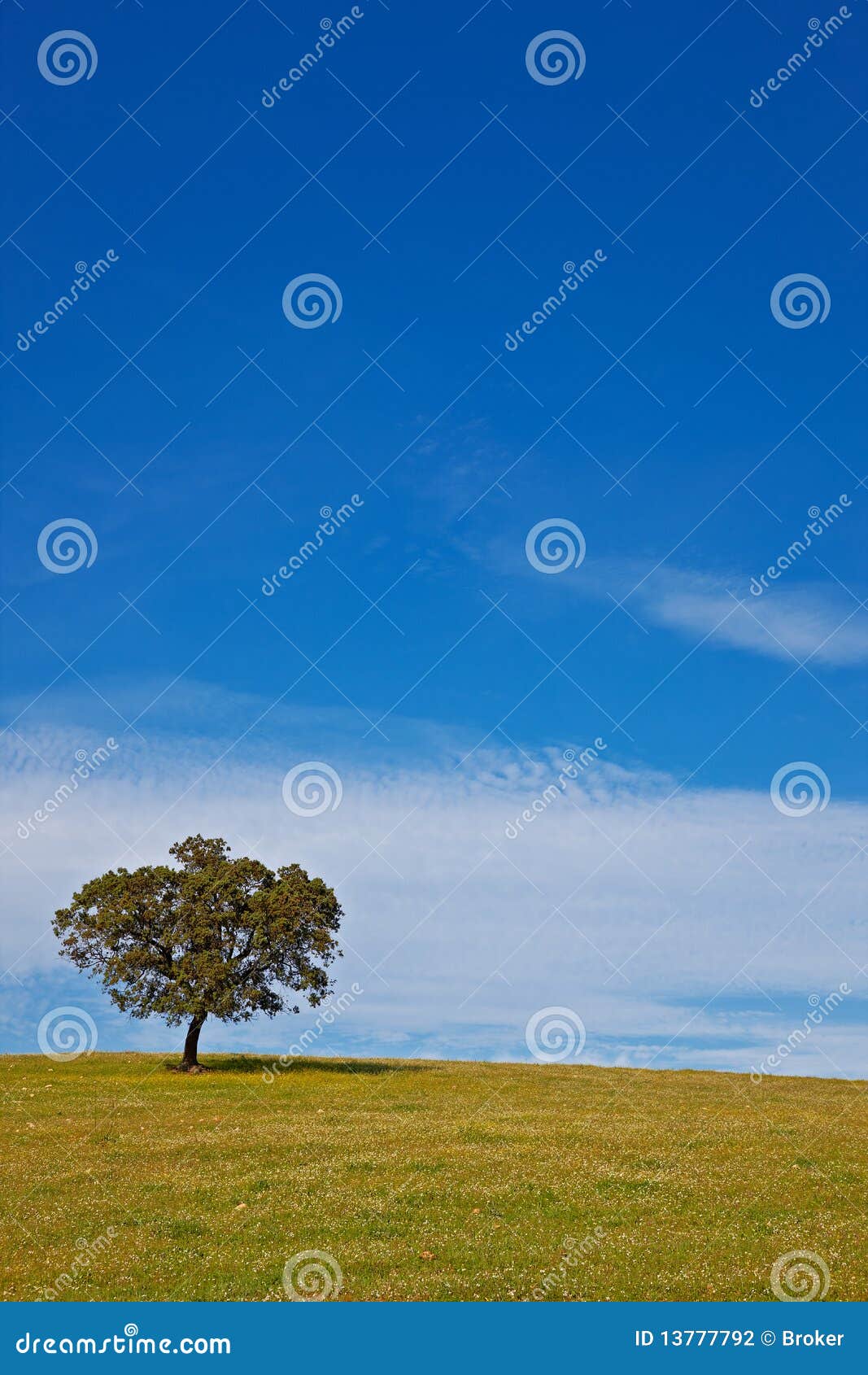 Solitaire Boom Op Blauwe Hemel Stock Foto - Image of gazon, bewolkt ...