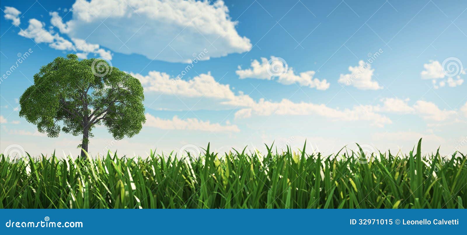 Solitaire Boom Op Een Grasgebied. Stock Afbeelding - Image of boomstam ...