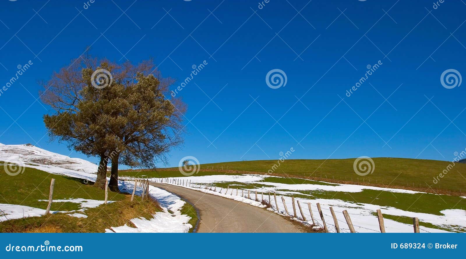 Solitaire Boom Op Het Sneeuwgebied Stock Foto - Image of zuiver ...