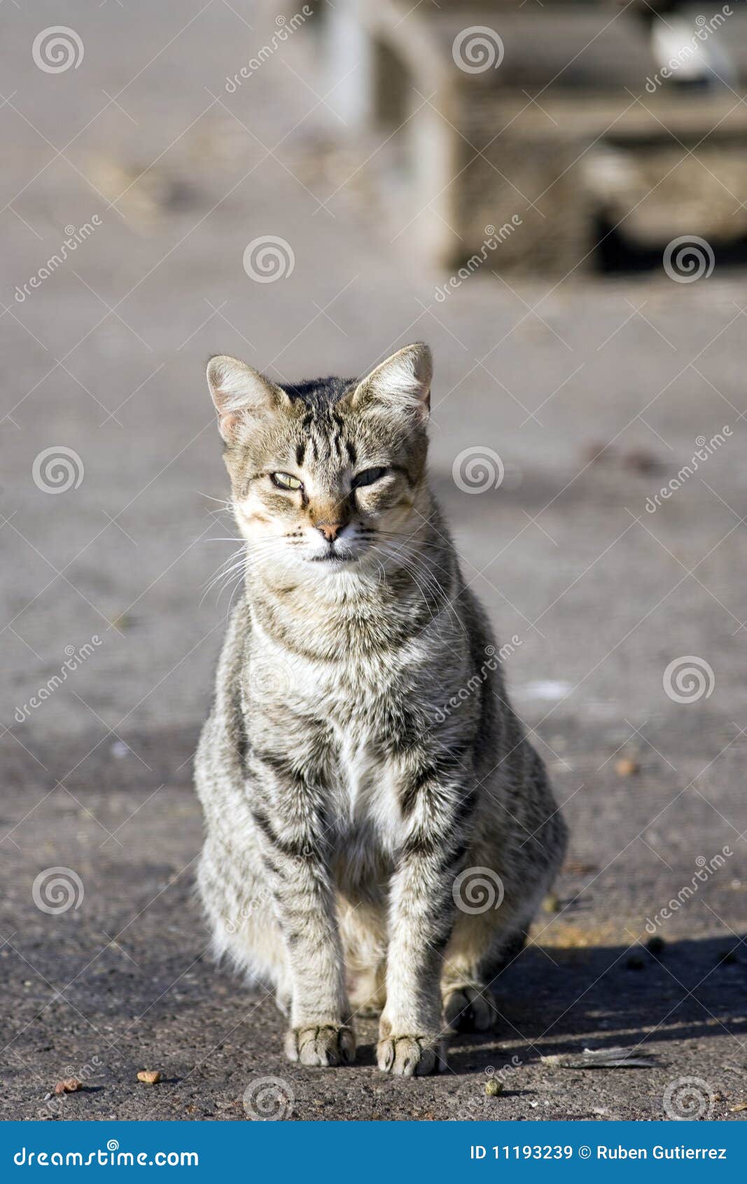 Solitaire cat stock image. Image of solitaire, alert - 11193239