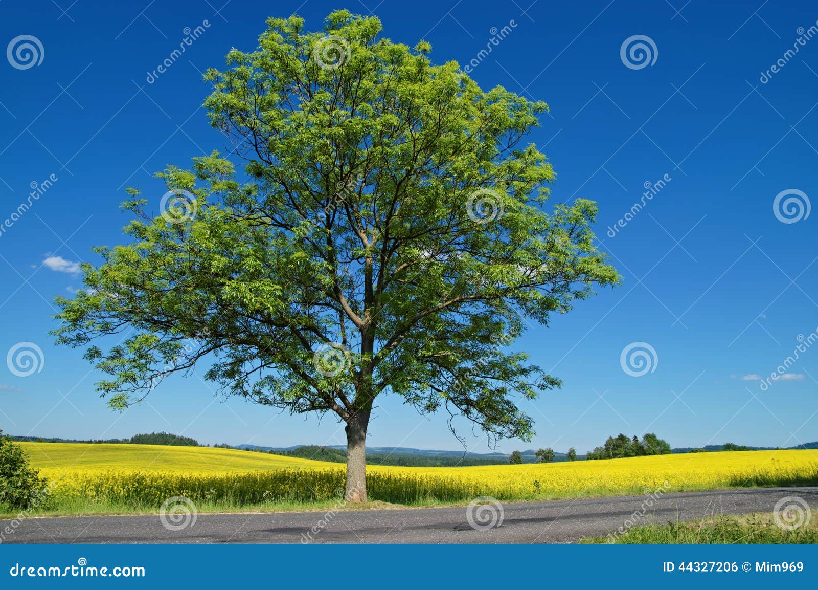 Solitaire Deciduous Tree with an Asphalt Road in Front of a Flowering ...