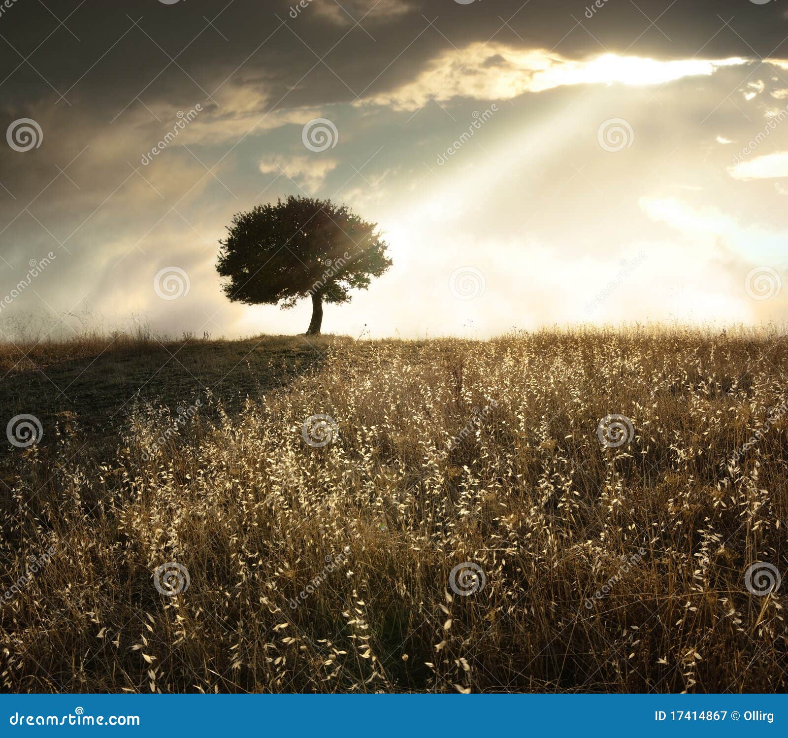 Solitaire Eiken Boom Bij Zonsondergang Stock Afbeelding - Image of ...