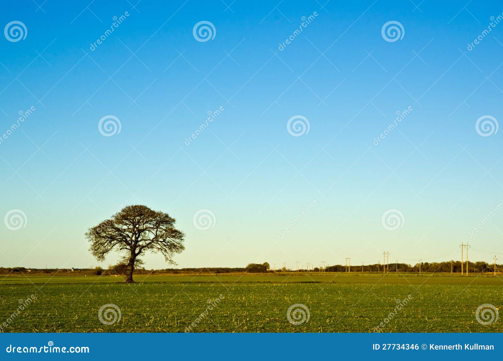 Solitaire oak tree stock photo. Image of foliage, horizon - 27734346