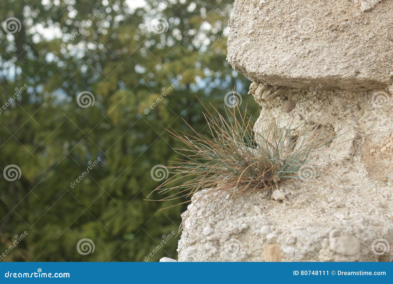 Solitaire plant stock image. Image of loneliness, plant - 80748111