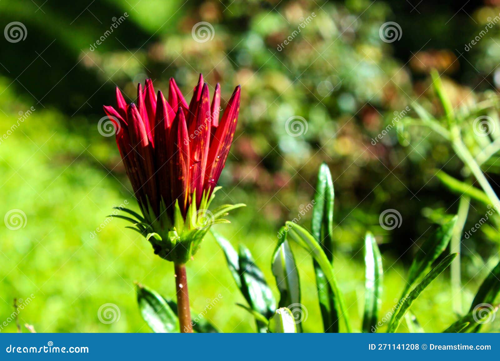 Solitaire red flower stock photo. Image of autumn, nature - 271141208
