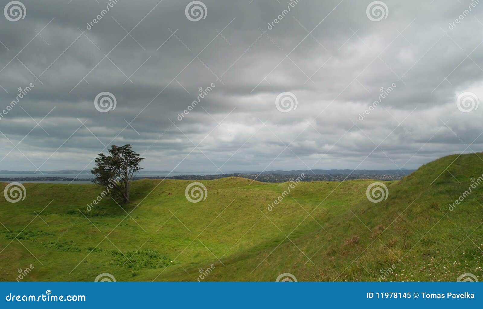 Solitaire tree stock image. Image of grass, green, field - 11978145