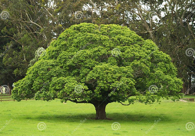 Solitaire tree stock image. Image of solitaire, history - 13035019