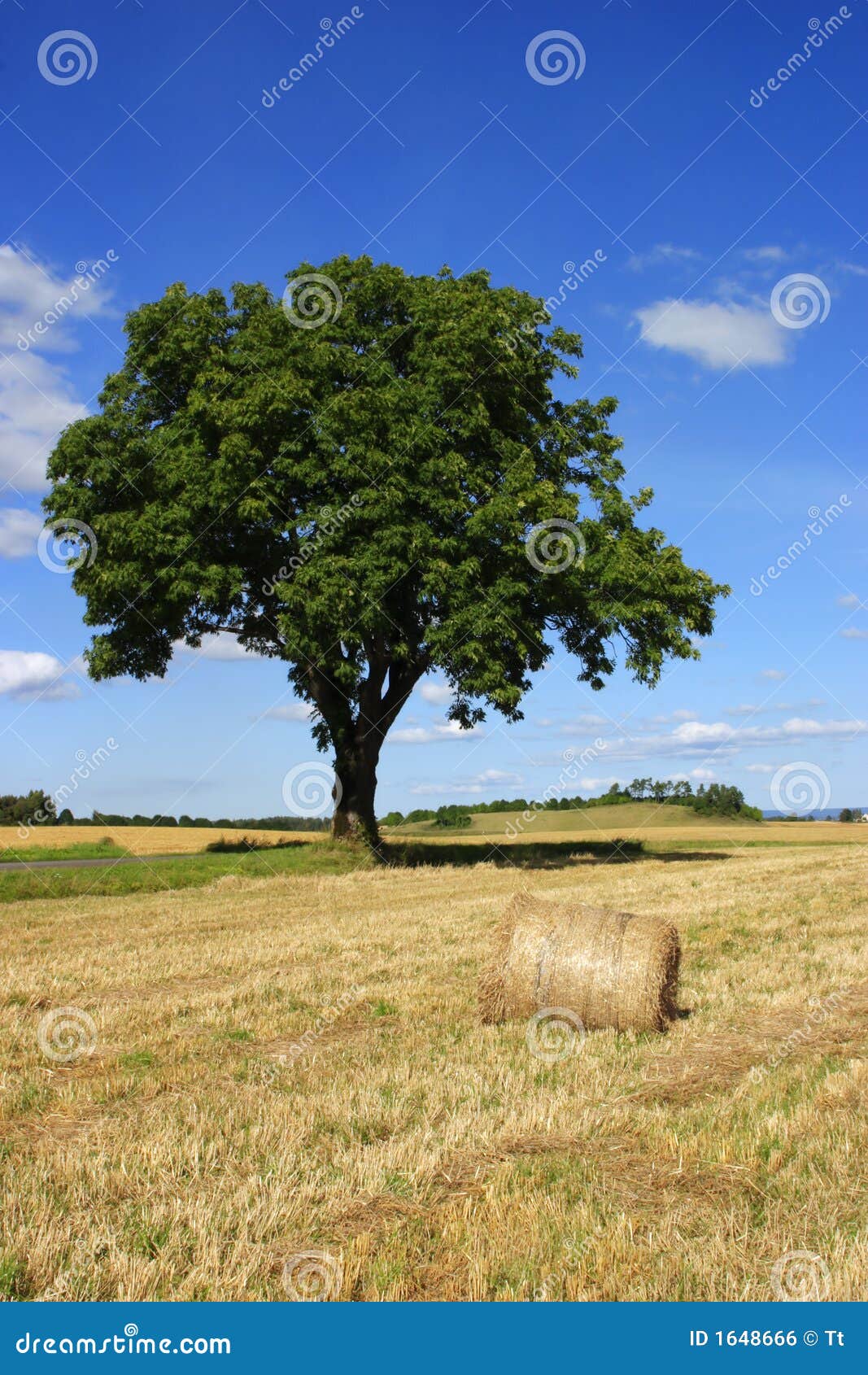 Solitaire tree stock photo. Image of idyllic, cultivate - 1648666