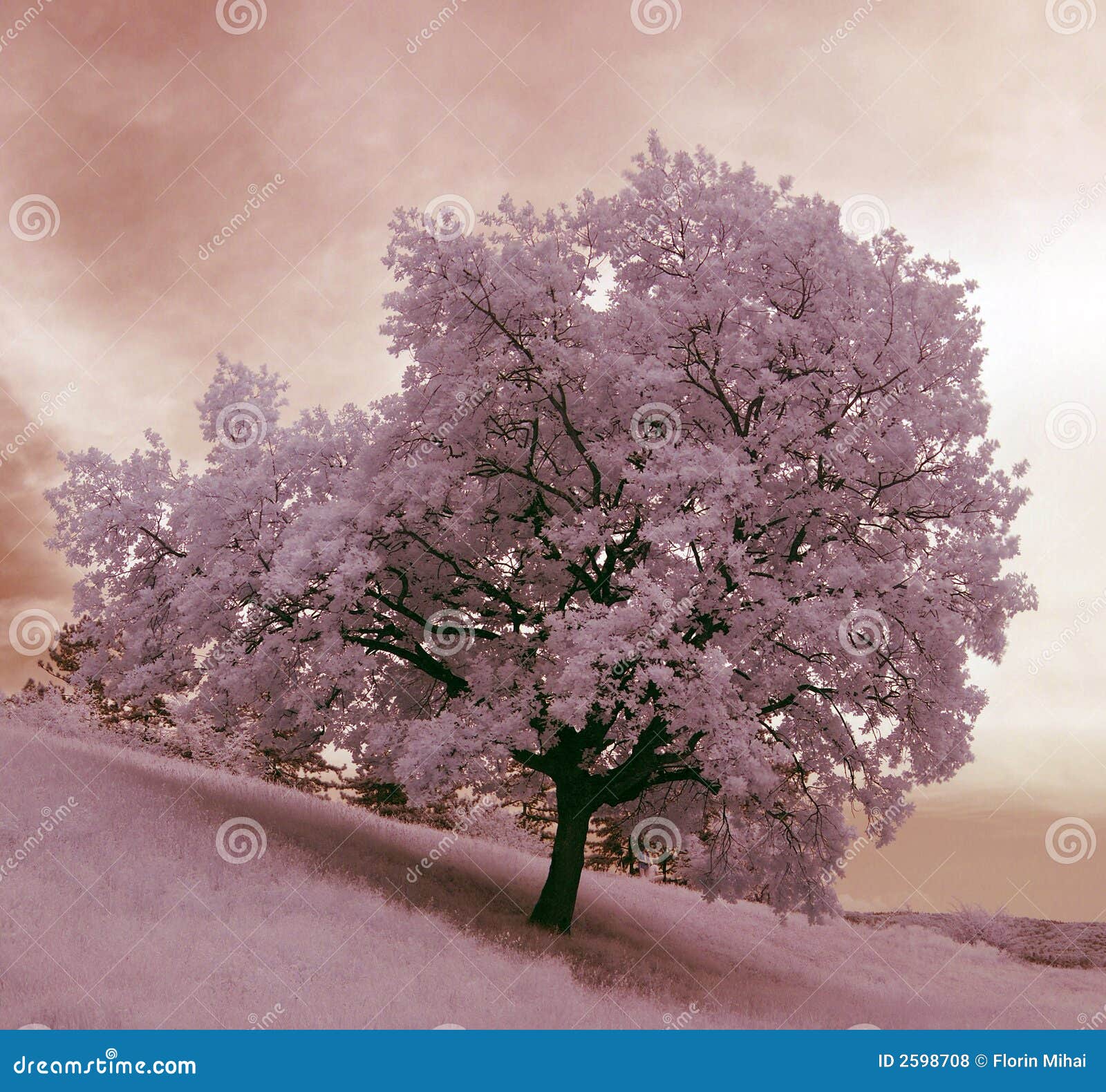 Solitaire tree stock photo. Image of color, preserves - 2598708