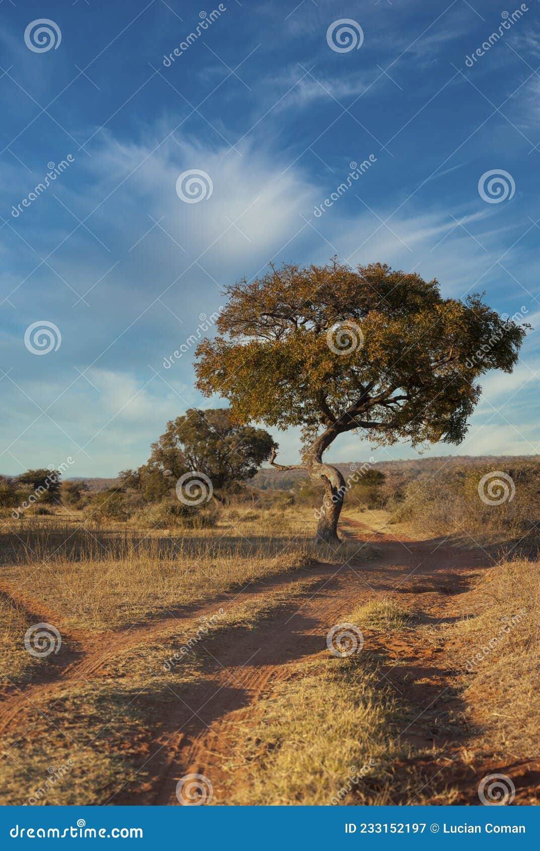 Solitaire Tree Stock Image | CartoonDealer.com #28961281